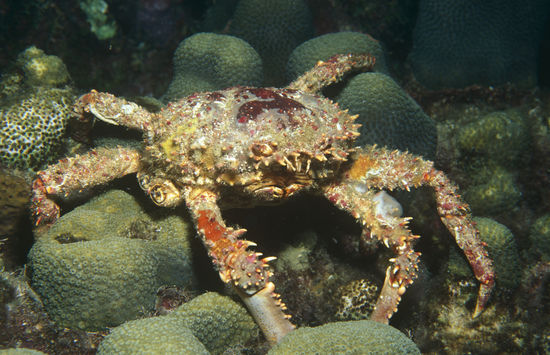 Clinging Crab Mithrax Spinosissimus Crawling Over Editorial Stock Photo ...