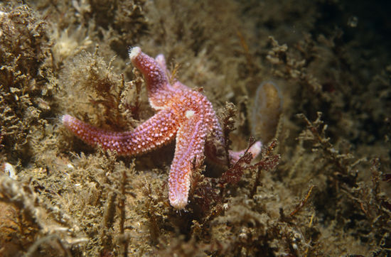 Star Fish Leptasterias Muelleri Small Starfish Editorial Stock Photo ...