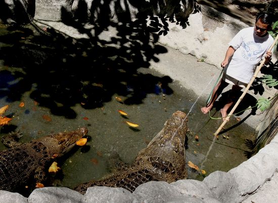 Filipino Zoo Caretaker Sprays Water Crocodiles Editorial Stock Photo ...