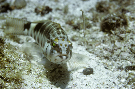 Barred Serrano Serranus Fasciatus Devils Crown Editorial Stock Photo ...