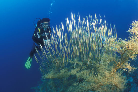 Razor Shrimp Fish Aeoliscus Strigatus Diver Editorial Stock Photo ...