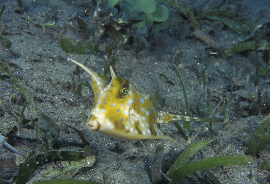 Boxfish Lactoria Sp Indo Pacific Editorial Stock Photo - Stock Image ...