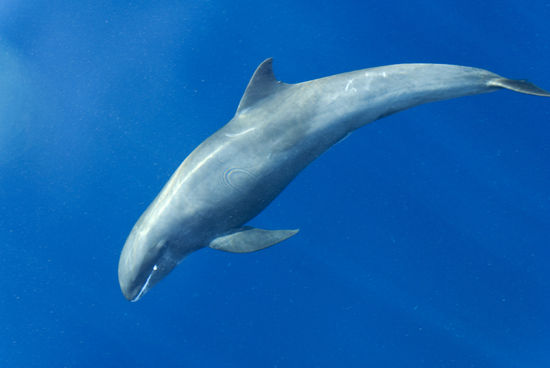 Melon Headed Whales Electra Dolphin Melon Editorial Stock Photo - Stock ...