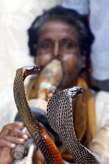 Snake Charmer Performs He Plays Been Editorial Stock Photo - Stock ...