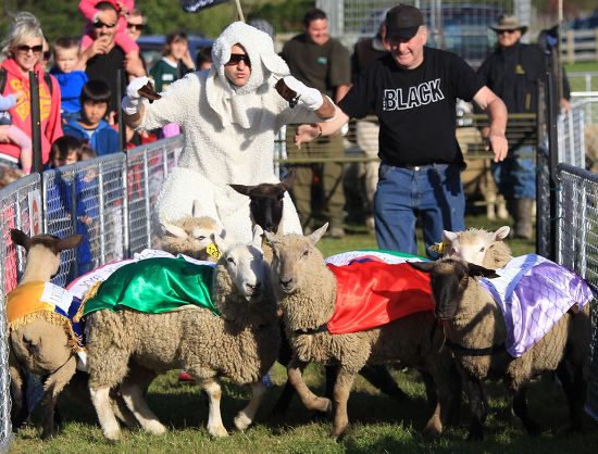 Sheep Named After All Black Rugby Editorial Stock Photo - Stock Image ...