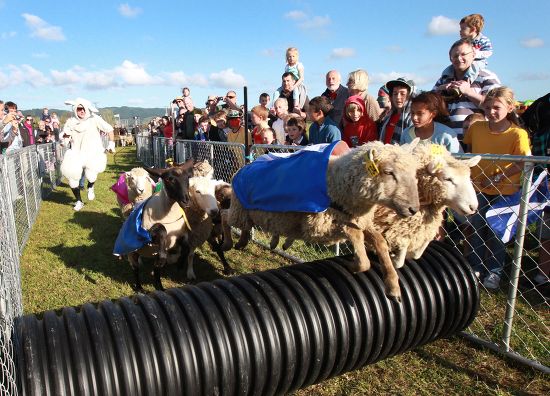 Sheep Named After All Black Rugby Editorial Stock Photo - Stock Image ...