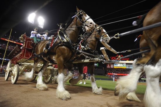 Team Clydesdale Horses Pull Budweiser Wagon Editorial Stock Photo ...