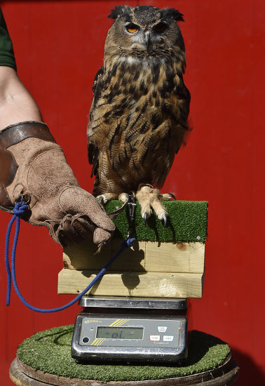 Max Eagle Owl Weighed During Photocall Editorial Stock Photo - Stock ...