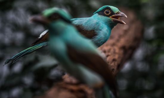 Babys Javanese Green Magpies Seen Their Editorial Stock Photo - Stock ...