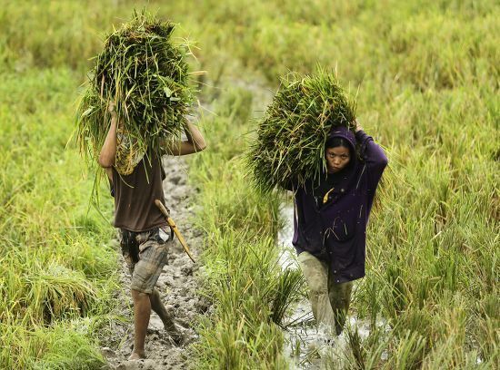 Filipino Farmers Rush Harvest Rice Town Editorial Stock Photo - Stock ...
