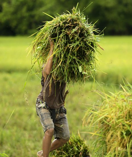 Filipino Farmer Rush Harvest Rice Town Editorial Stock Photo - Stock ...