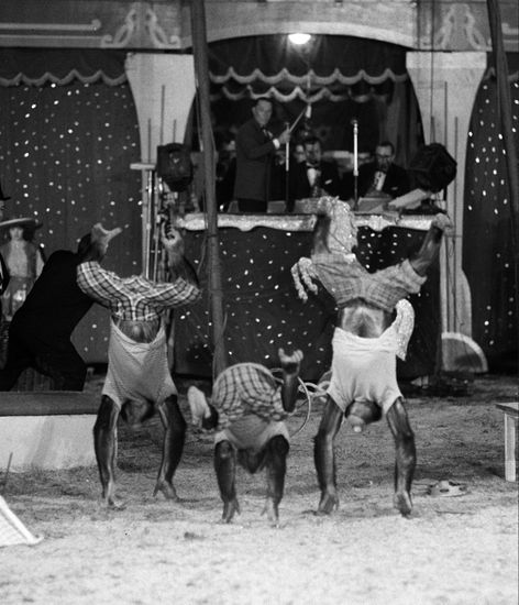 Chipperfields Circus Oct 1962 Roberts Chimpanzees Editorial Stock Photo ...