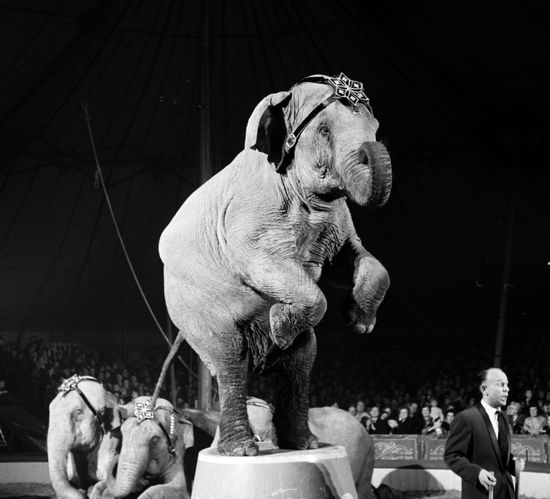 Chipperfields Circus Oct 1962 Elephant Editorial Stock Photo - Stock ...