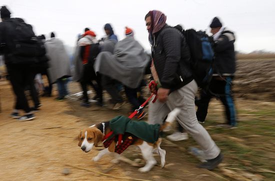 Mohammad Zakri Refugee Bagdhad His Dog Editorial Stock Photo - Stock ...