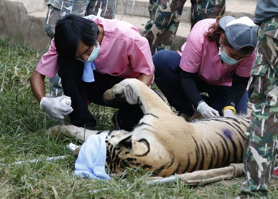Thai Vets Check Tiger After Tranquilized Editorial Stock Photo - Stock ...