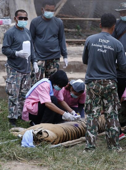 Thai Vets Check Tiger After Tranquilized Editorial Stock Photo - Stock ...
