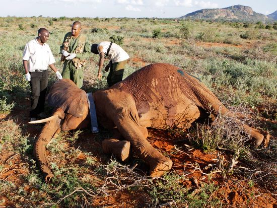 Rangers Kenya Wildlife Service Kws Fit Editorial Stock Photo - Stock ...