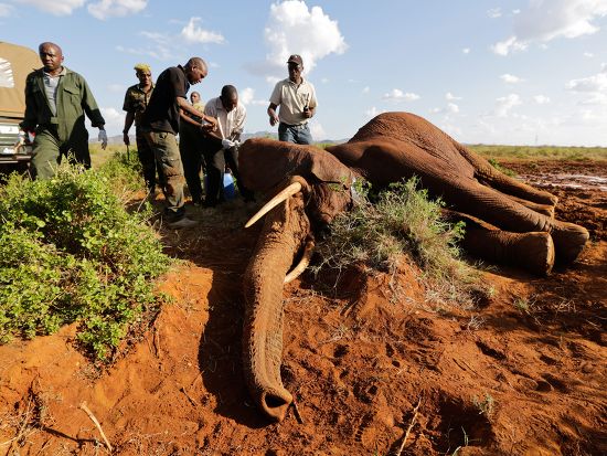 Rangers Kenya Wildlife Service Kws Fit Editorial Stock Photo - Stock ...