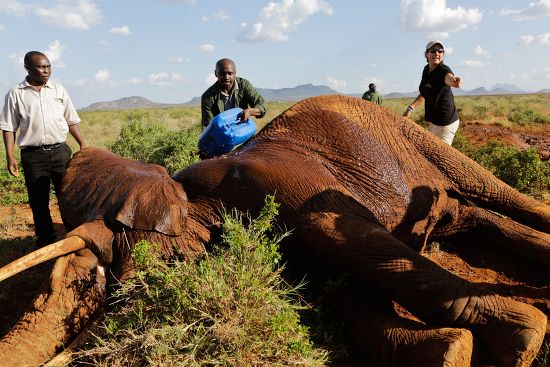 Rangers Kenya Wildlife Service Kws Workers Editorial Stock Photo ...