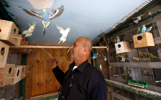 Palestinian Birds Breeder Abed Alrahim Rayan Editorial Stock Photo ...