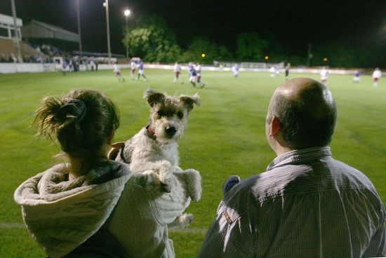 Billericay Town Fans Their Dog Watch Editorial Stock Photo - Stock ...