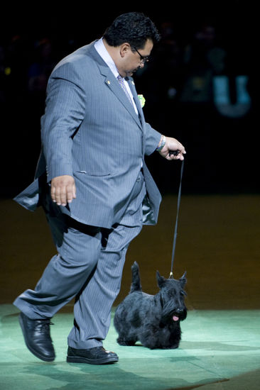 Handler Gabriel Rangel Scottish Terrier Ch Editorial Stock Photo ...