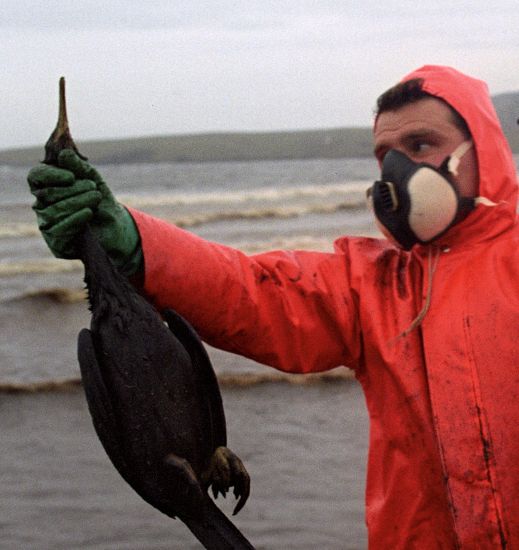 Wildlife Rescue Worker Holds Bird Victim Editorial Stock Photo - Stock ...