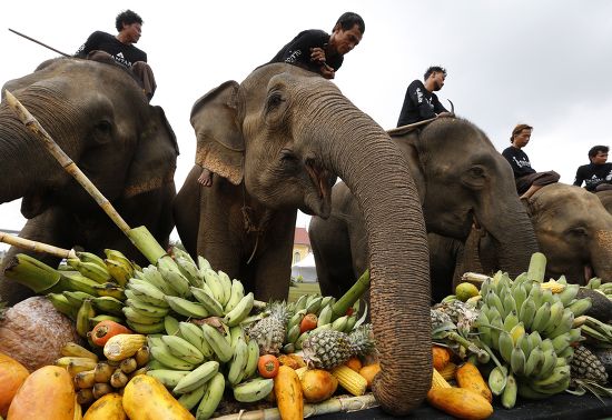 Elephants Feast On Fruits Vegetables During Editorial Stock Photo ...