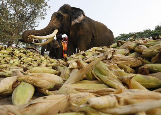 Elephant Eats Corn Elephant Kraal Pavillion Editorial Stock Photo ...