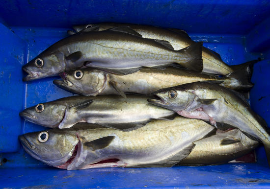 Pollack Fish Editorial Stock Photo - Stock Image | Shutterstock