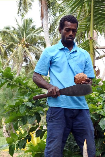 Indigenous Fijian Man About Open Coconut - Foto de stock de contenido ...