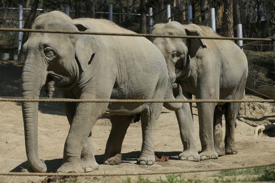 Two Elephants Inside Their Enclosure Tbilisi Editorial Stock Photo ...