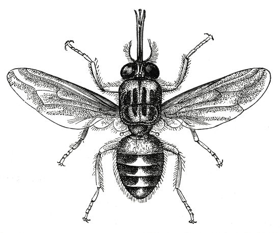 Tsetse Fly Africa Illustration 1885 Editorial Stock Photo - Stock Image ...