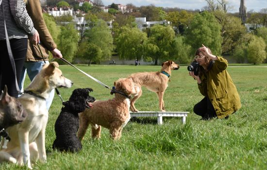 Dogs Queue On Hampstead Heath Their Editorial Stock Photo - Stock Image ...