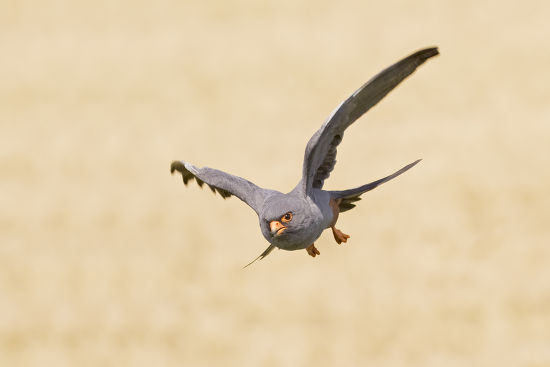 Redfooted Falcon M Falco Vespertinus Flight Editorial Stock Photo ...
