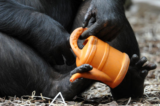 Chimpanzee Female Called Chispi Playing Teapot Editorial Stock Photo ...