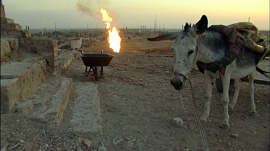 Inside Saddams Iraq Tv a Donkey Editorial Stock Photo - Stock Image ...