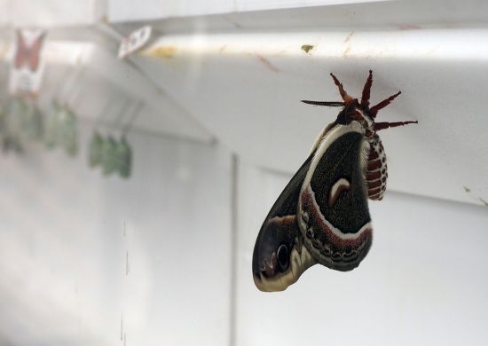 Cecropia Moth Exhibition Butterflies Blooms Special Editorial Stock ...