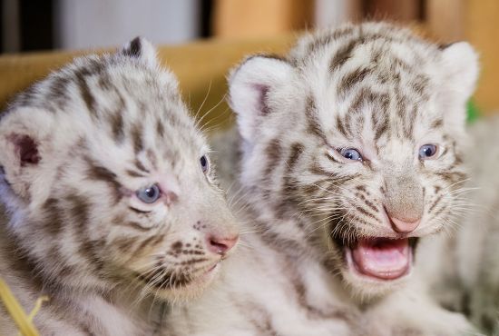 Two White Bengal Tiger Cubs Pictured Editorial Stock Photo - Stock ...