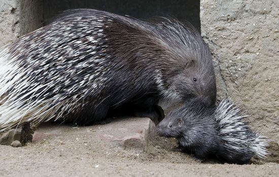 Adult Porcupine Young Porcupine Seen On Editorial Stock Photo - Stock ...