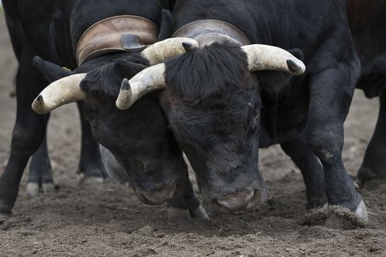 Fighting Cows During Annual Herens National Editorial Stock Photo ...