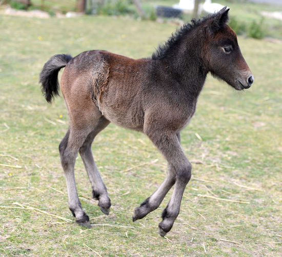 Rare Eriskay Pony Has Been Born - Foto de stock de contenido editorial ...