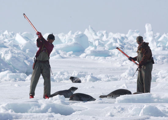 Sealers Hunt Harp Seals During 2009 Editorial Stock Photo - Stock Image ...