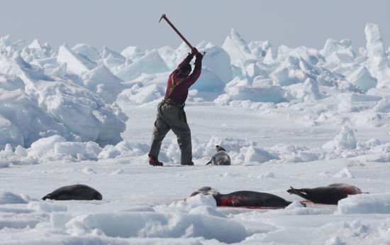 Sealers Hunt Harp Seals During 2009 Editorial Stock Photo - Stock Image ...