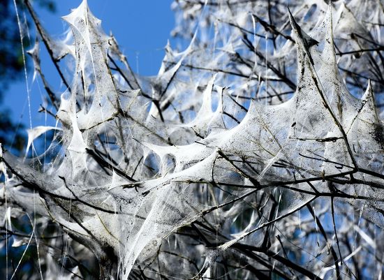 Ermine Moths Infested Trees Bushes Editorial Stock Photo - Stock Image ...