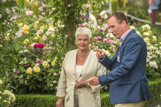 Judi Dench Given Rose Named After Editorial Stock Photo - Stock Image ...