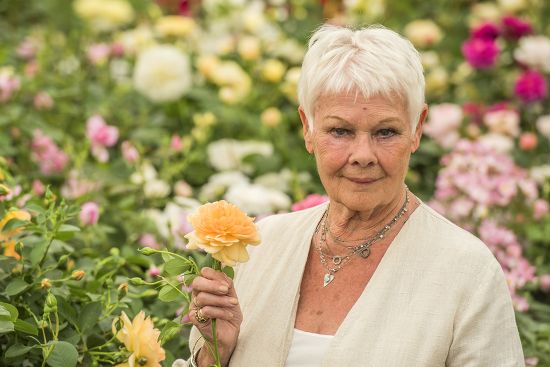 Judi Dench Given Rose Named After Editorial Stock Photo - Stock Image ...