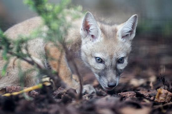 Corsac Foxes Editorial Stock Photo - Stock Image | Shutterstock