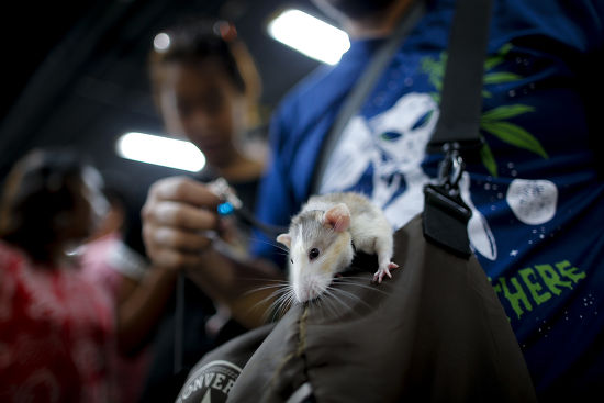 Mans Hamster Pet Peeks Out Shoulder Editorial Stock Photo - Stock Image ...