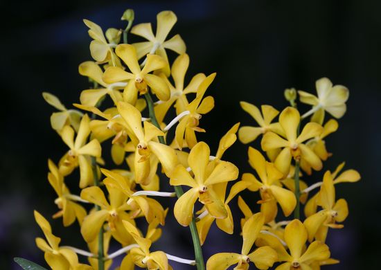 Close View Orchid Plant Named Aranda Editorial Stock Photo - Stock ...